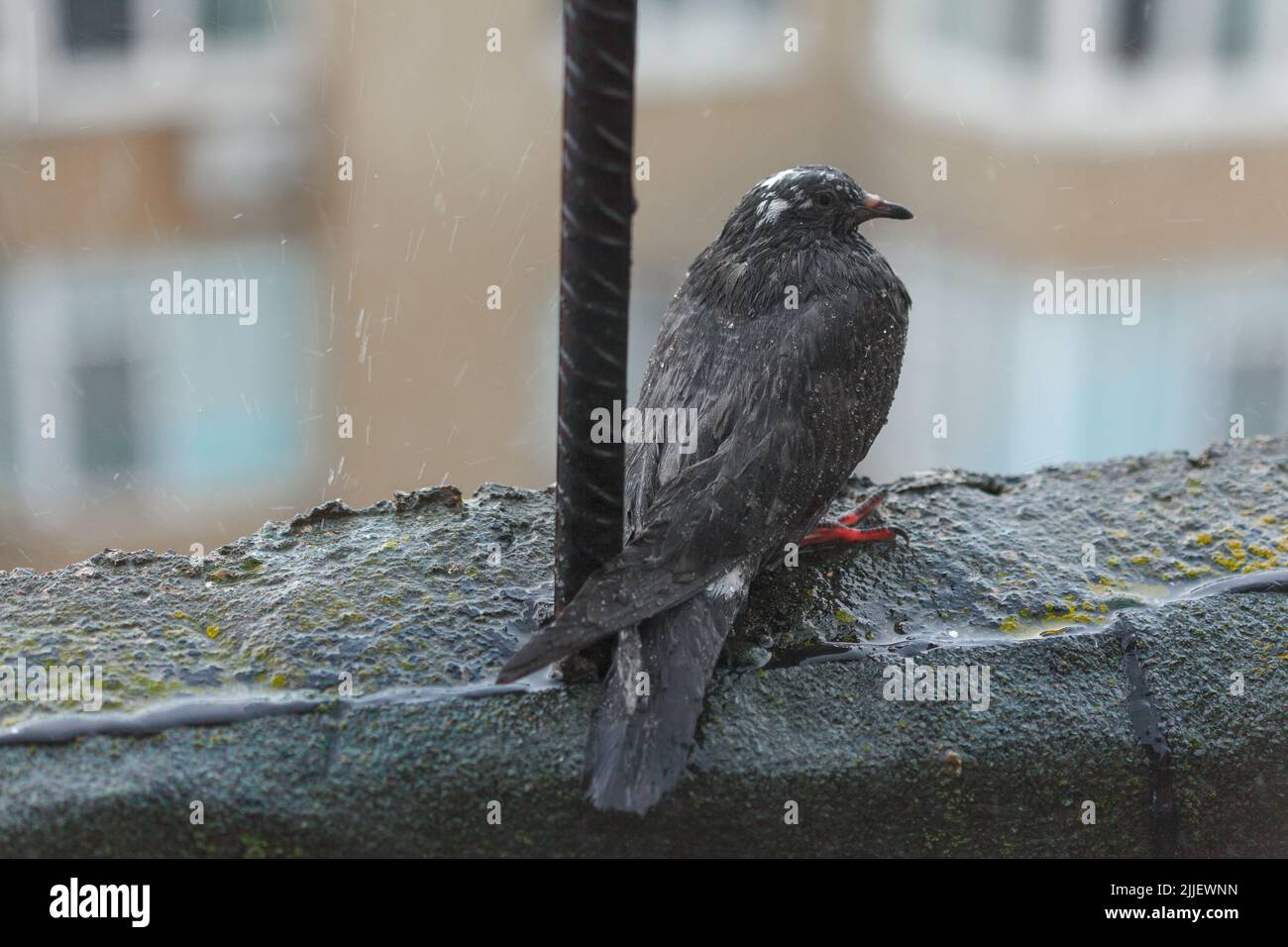 Wet bird standing in the rain . Pigeon on the roof edge Stock Photo - Alamy