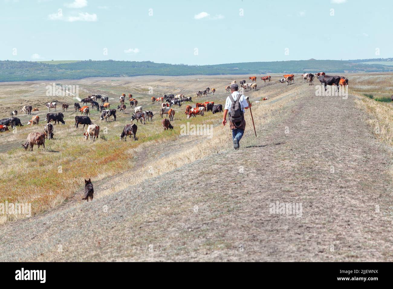 Shepherd with cows . Cattle on the pasture Stock Photo - Alamy