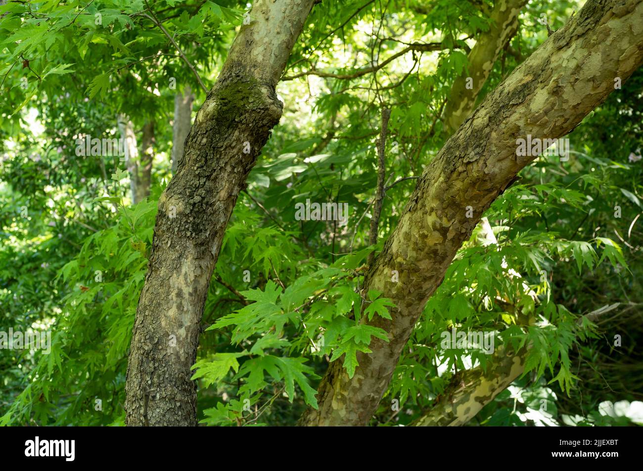Close up photo of sycamore tree with branches and leaves as a ...