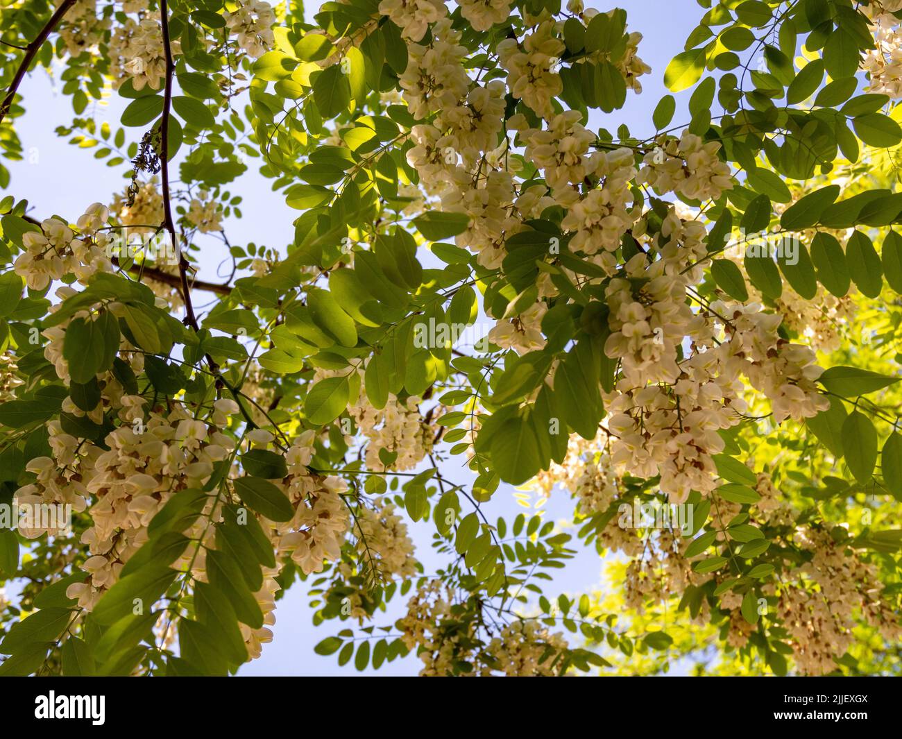 A low angle shot of a Robinia pseudoacacia tree with a sky background ...