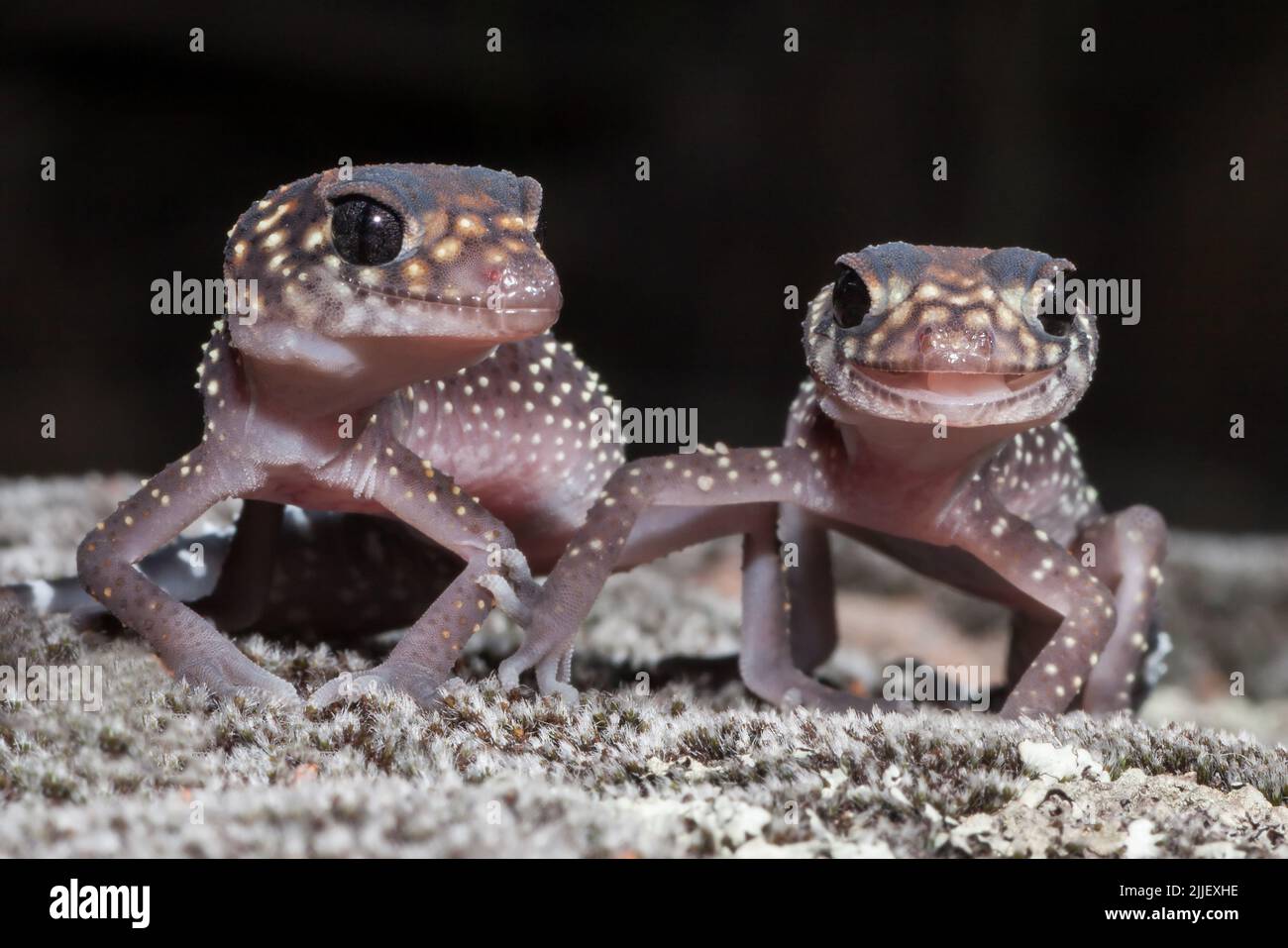 Close up of Australian Thick-tailed Gecko's Stock Photo - Alamy