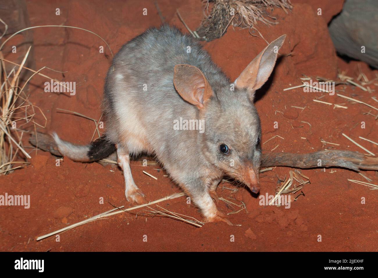 Greater Bilby on red soil Stock Photo - Alamy