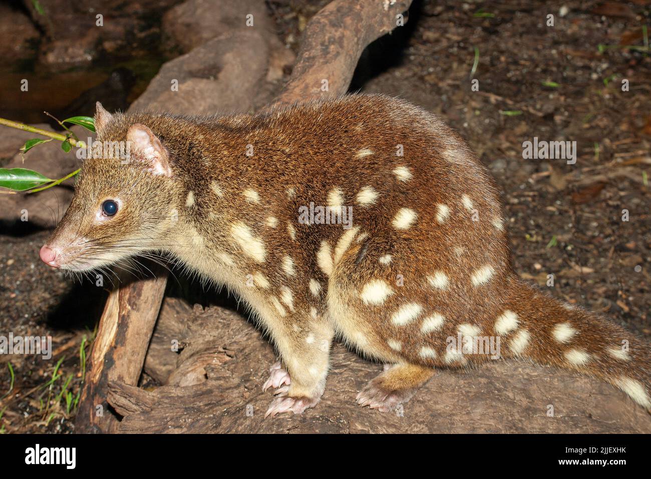 Spotted tail quoll hi-res stock photography and images - Alamy