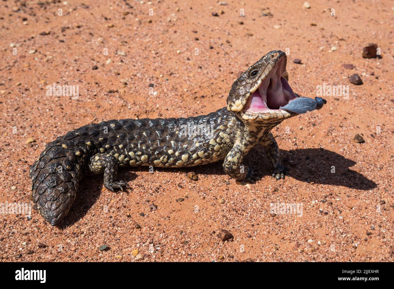 Shingle Back Lizard with mouth open showing blue tongue Stock Photo - Alamy
