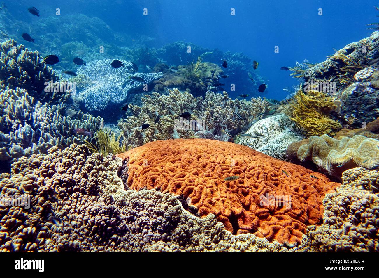 Indonesia Sumbawa - Colorful coral reef with tropical fish Stock Photo ...