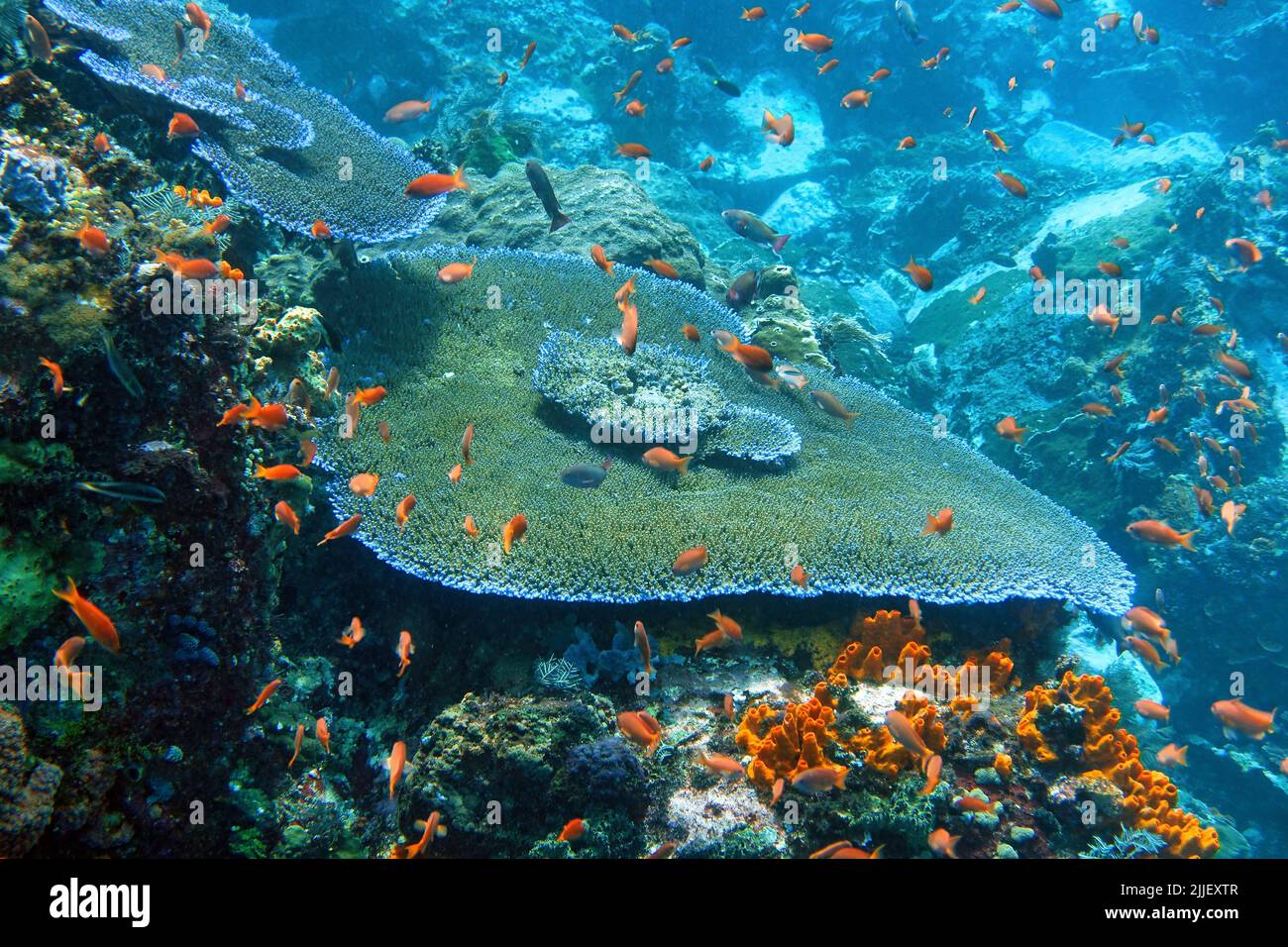 Indonesia Sumbawa - Colorful coral reef with tropical fish Stock Photo ...