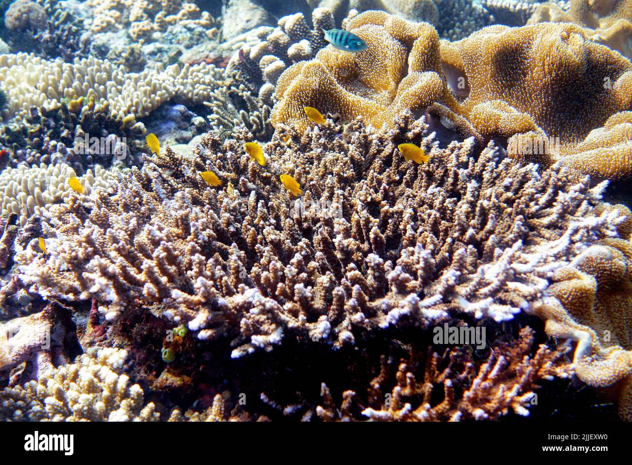 Indonesia Sumbawa - Colorful coral reef with tropical fish Stock Photo ...