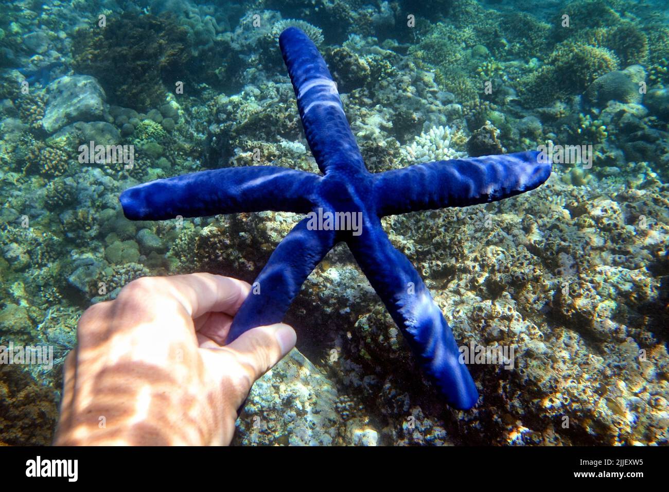 Indonesia Sumbawa - Hand holding Blue sea star - Linckia laevigata ...
