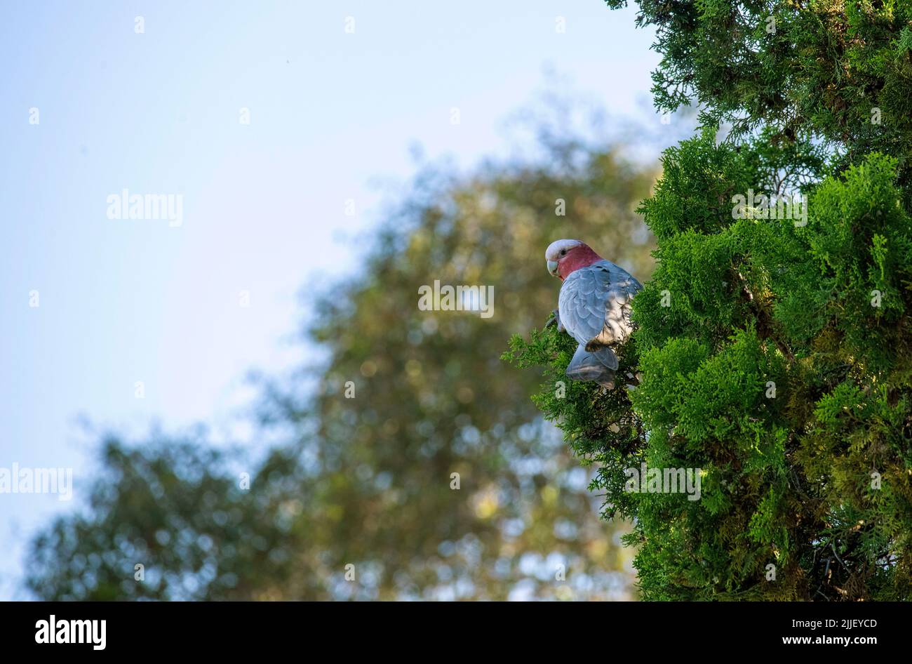 An Australian Galah (Eolophus roseicapilla) on a tree in Sydney, NSW ...
