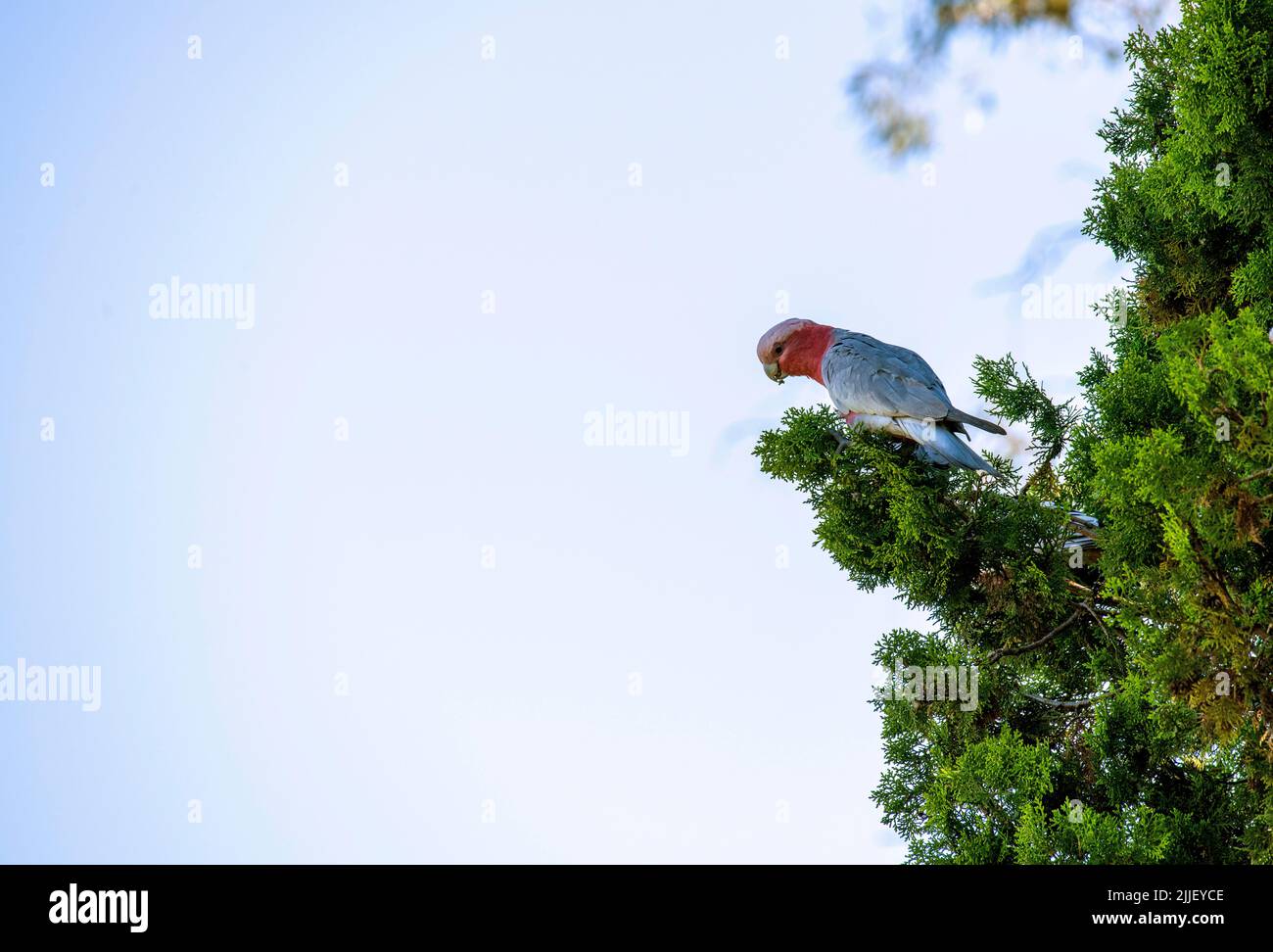 An Australian Galah (Eolophus roseicapilla) on a tree in Sydney, NSW ...