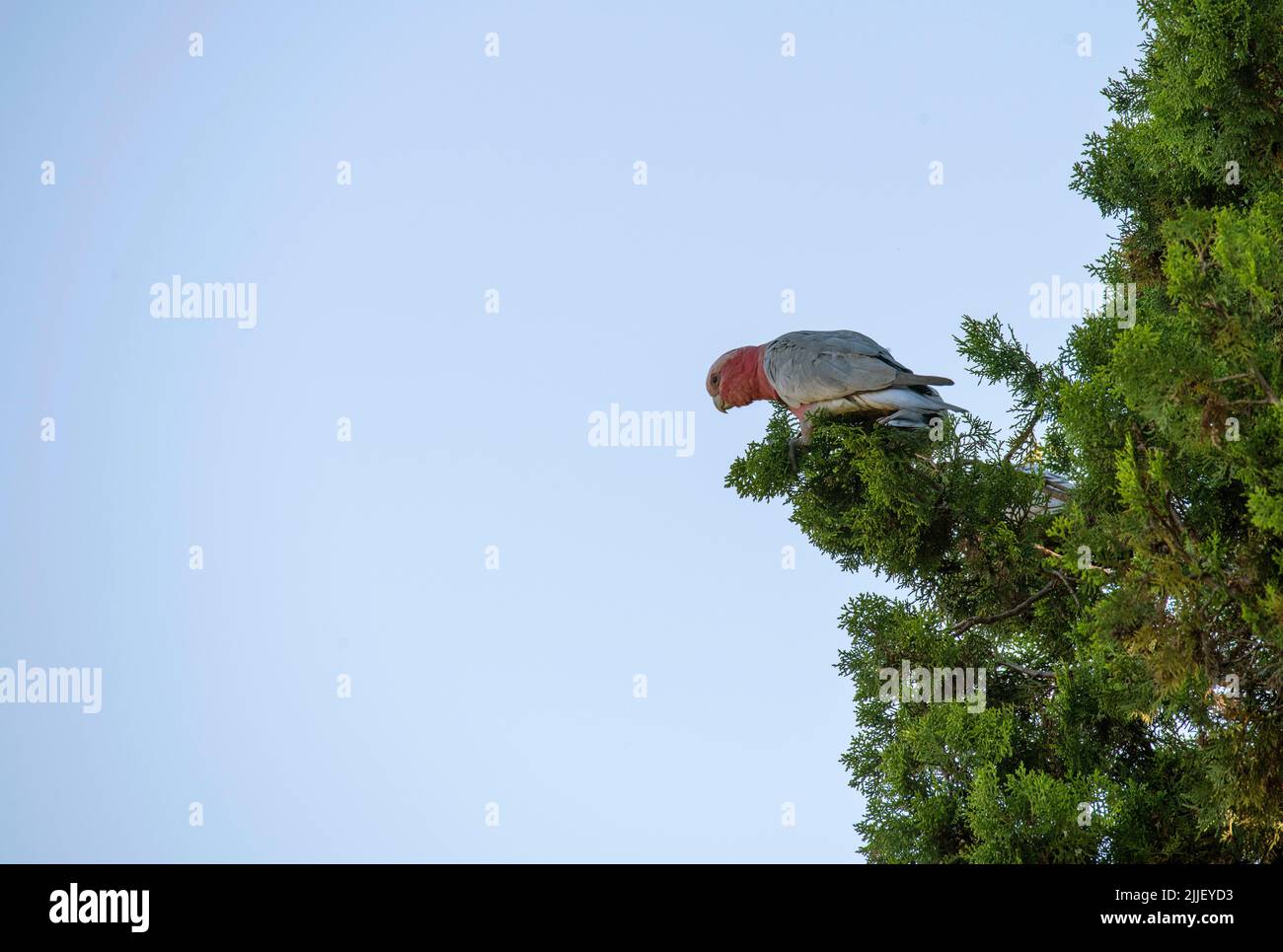 An Australian Galah (Eolophus roseicapilla) perching on a tree in ...