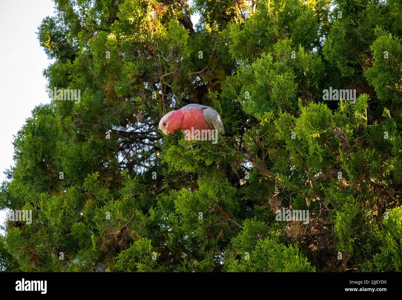 An Australian Galah (Eolophus roseicapilla) perched on a tree in Sydney ...