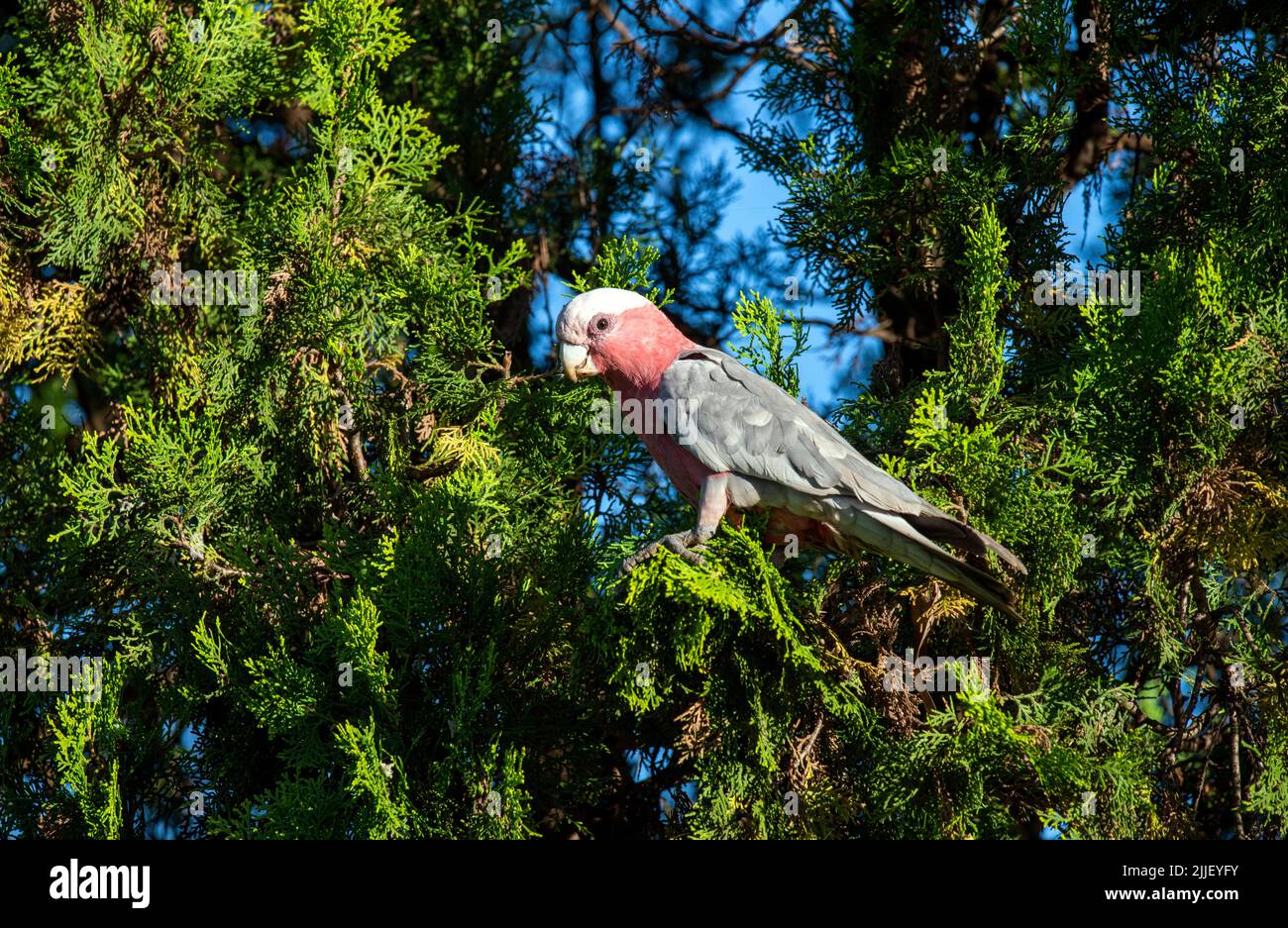 An Australian Galah (Eolophus roseicapilla) perched on a tree in Sydney ...