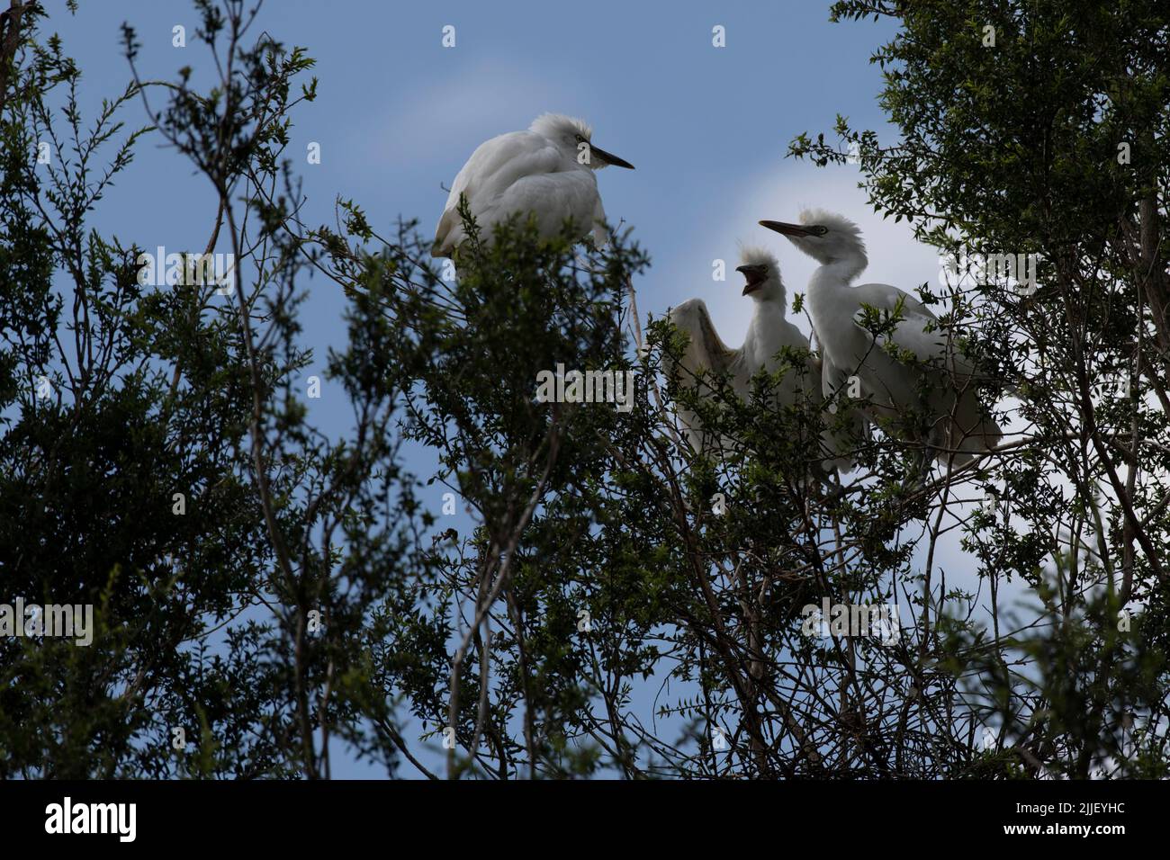 Three Egrets (Ardea alba) perched on a tree in Sydney, NSW, Australia ...