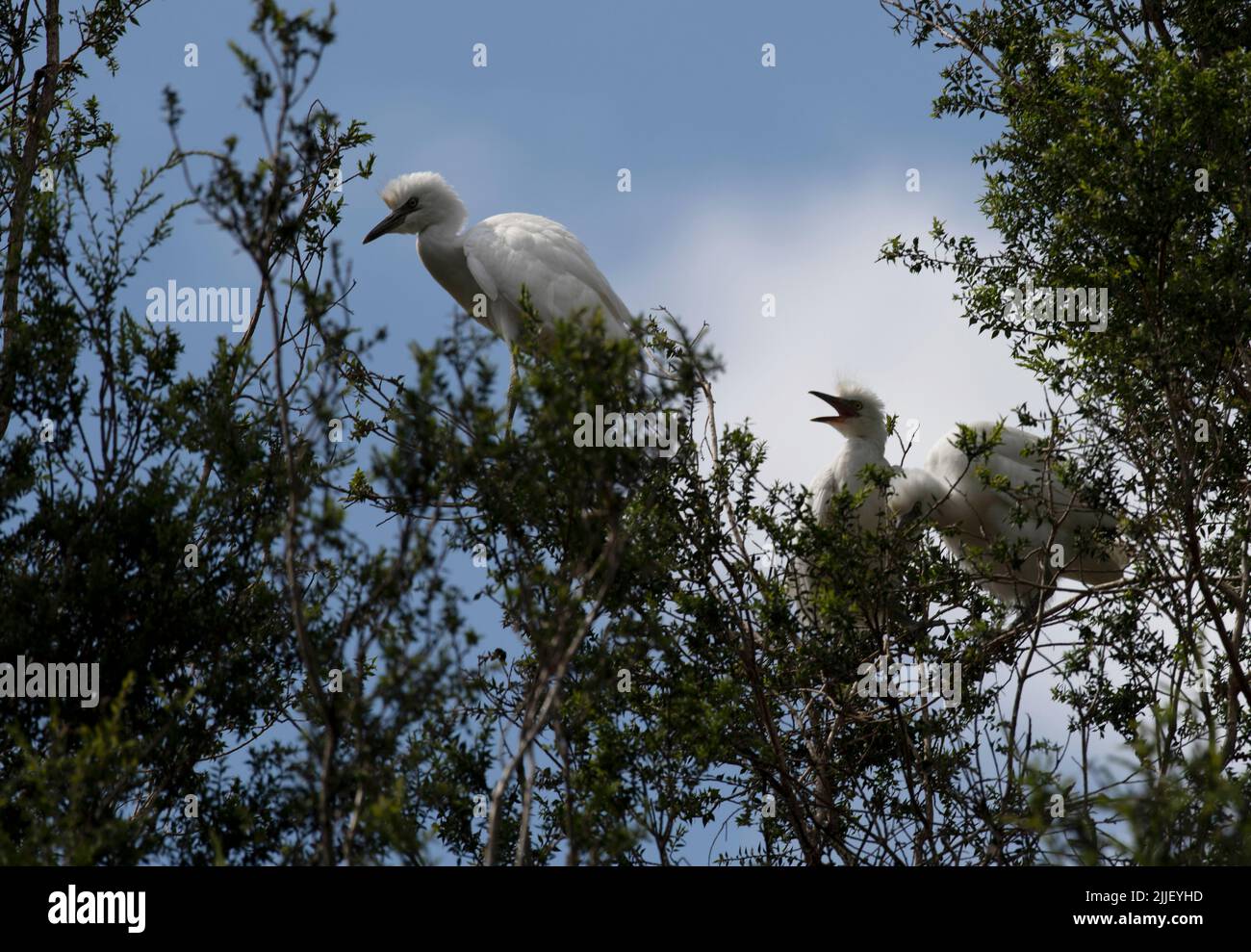 Three Egrets (Ardea alba) perched on a tree in Sydney, NSW, Australia ...