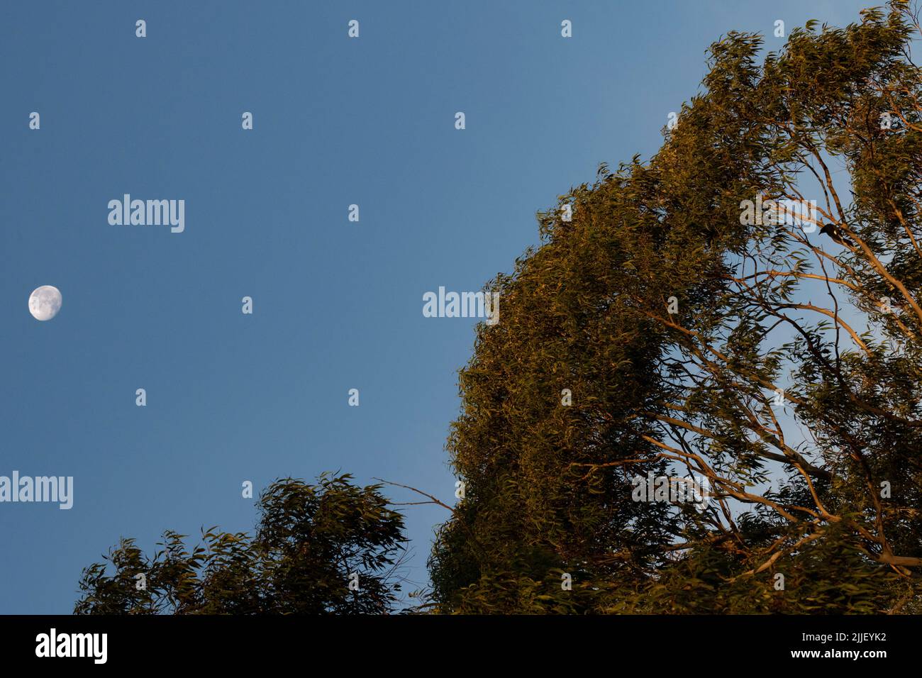 Moon shines in the sky in Sydney, NSW, Australia. (Photo by Tara Chand ...