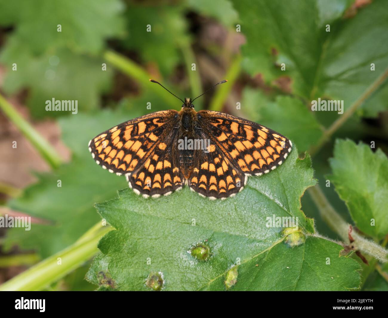 Marsh Fritillary Resting Wings Open on a Leaf Stock Photo - Alamy