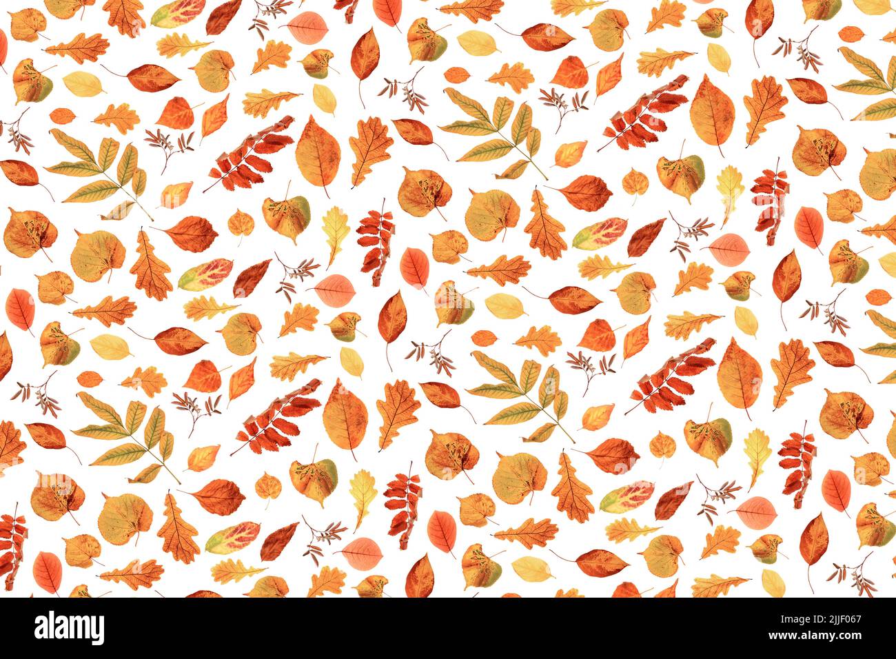 Pattern of natural orange autumn leaves on a white background, as a ...