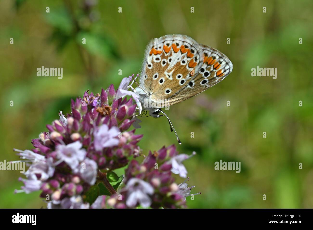 Ober Olm, Germany. 18th July, 2022. A blue butterfly (Polyommatus ...