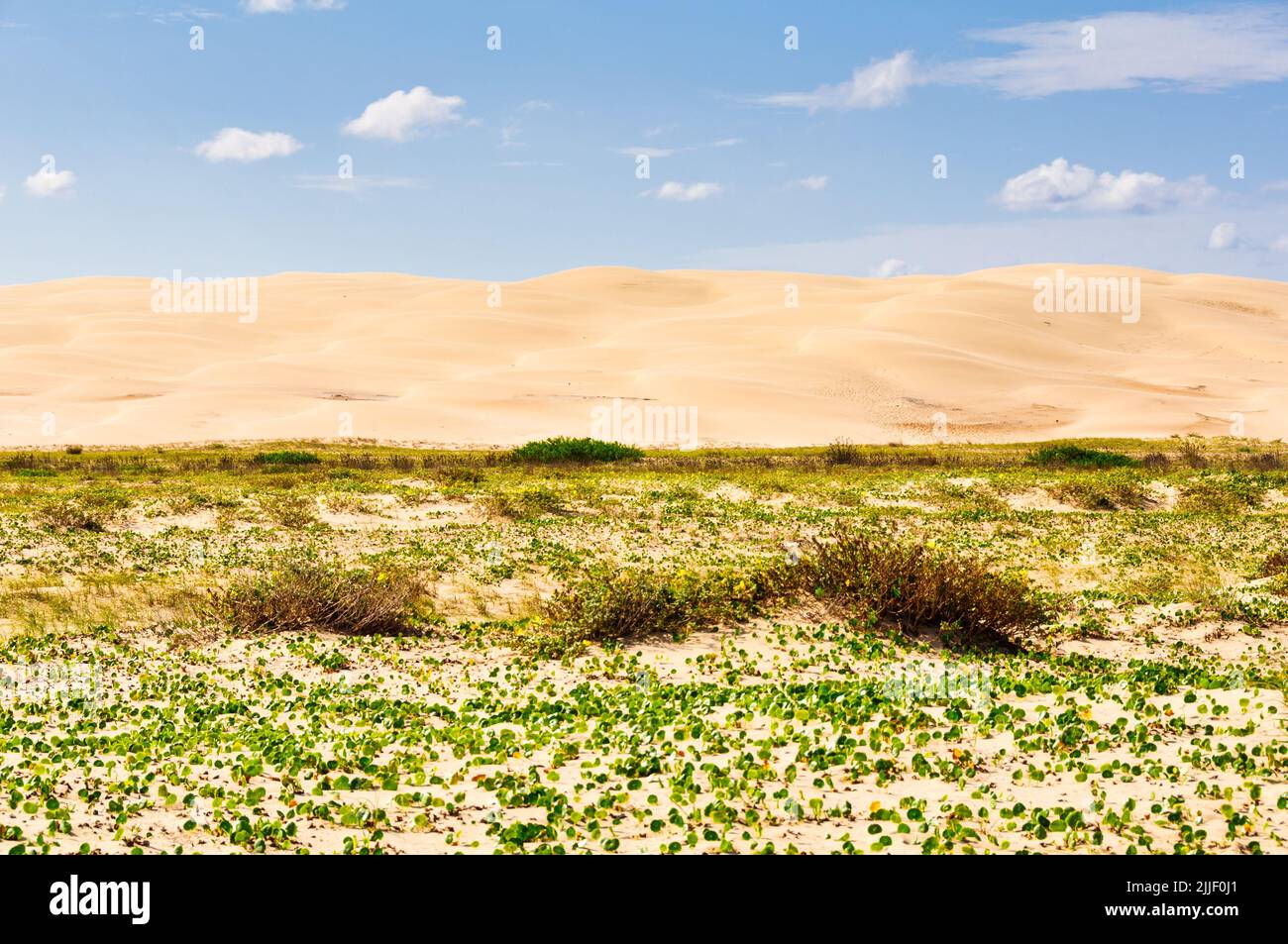 Life on the sand dunes in the Worimi Regional Park - Anna Bay, NSW ...