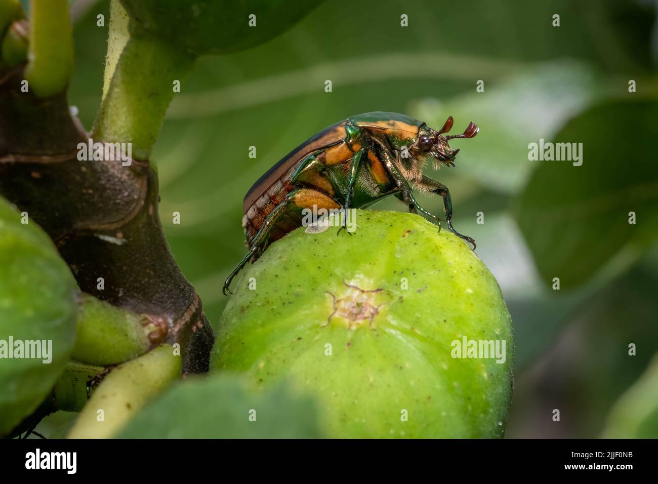 Green June Beetle In Spanish