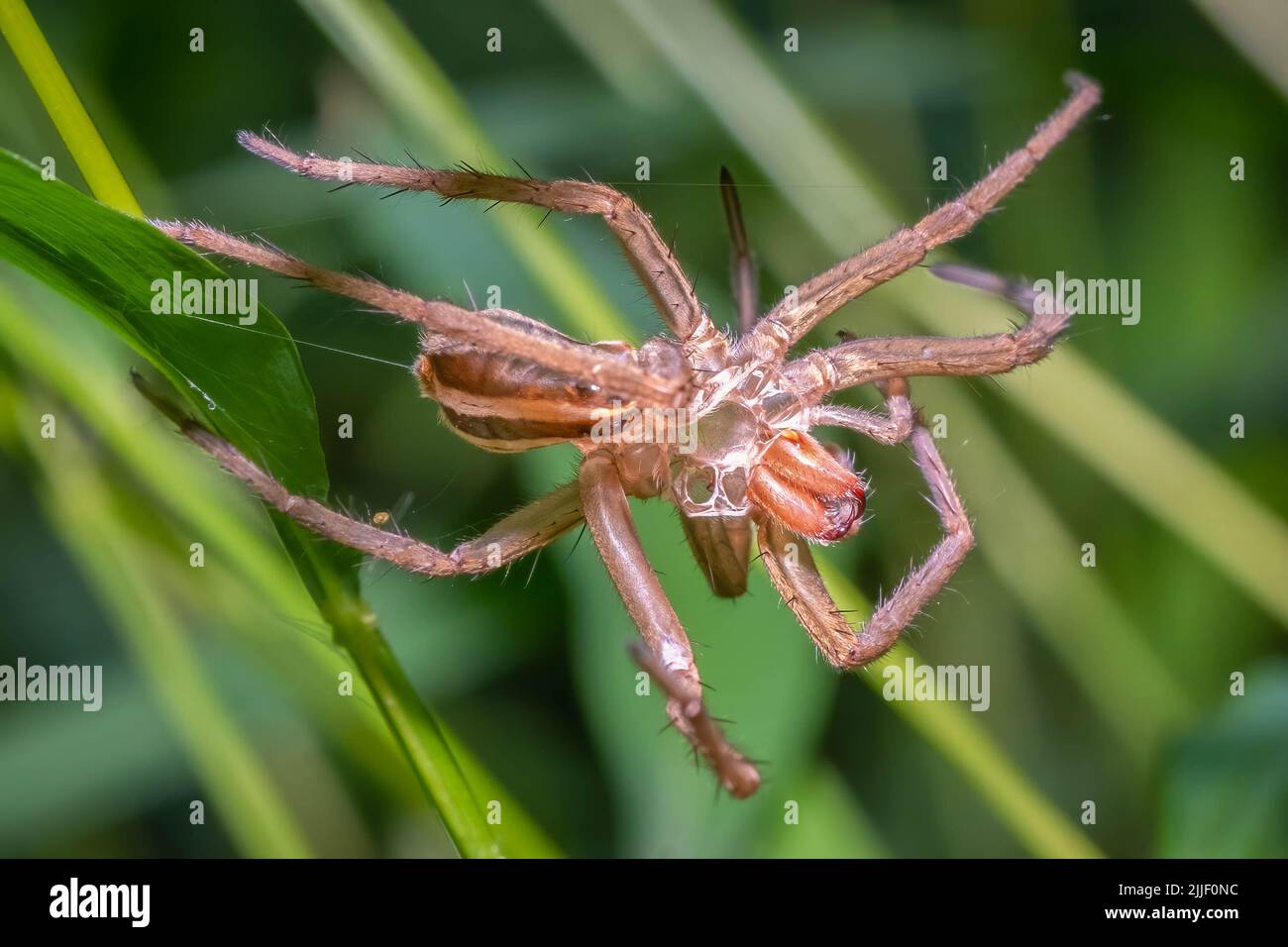 The exoskeleton or exuviae left from a wolf spider. Raleigh, North ...