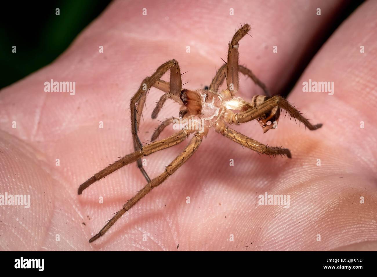The exoskeleton or exuviae left from a wolf spider. Raleigh, North ...