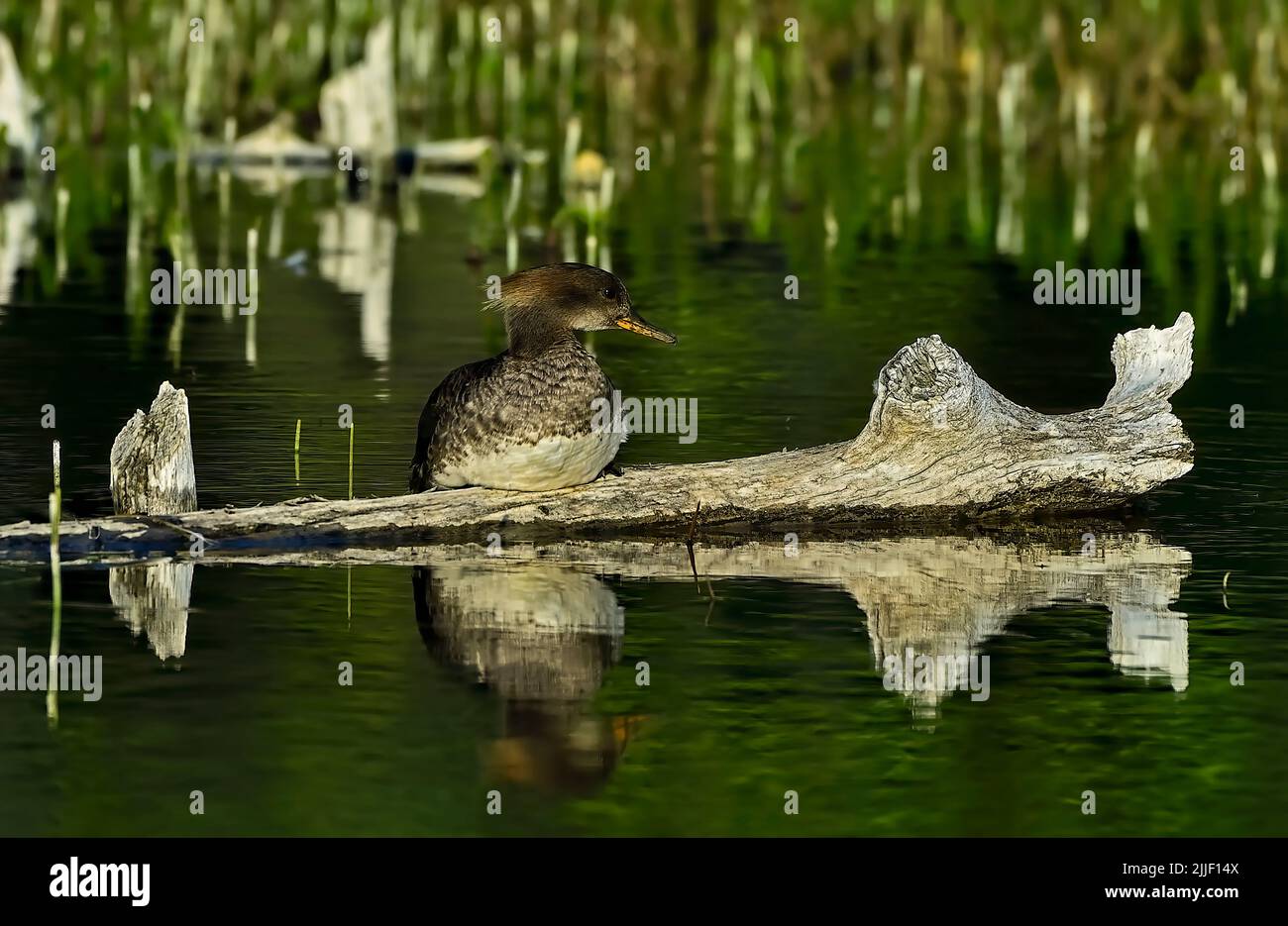 A female Common Merganser duck , "Mergus merganser", resting on a ...