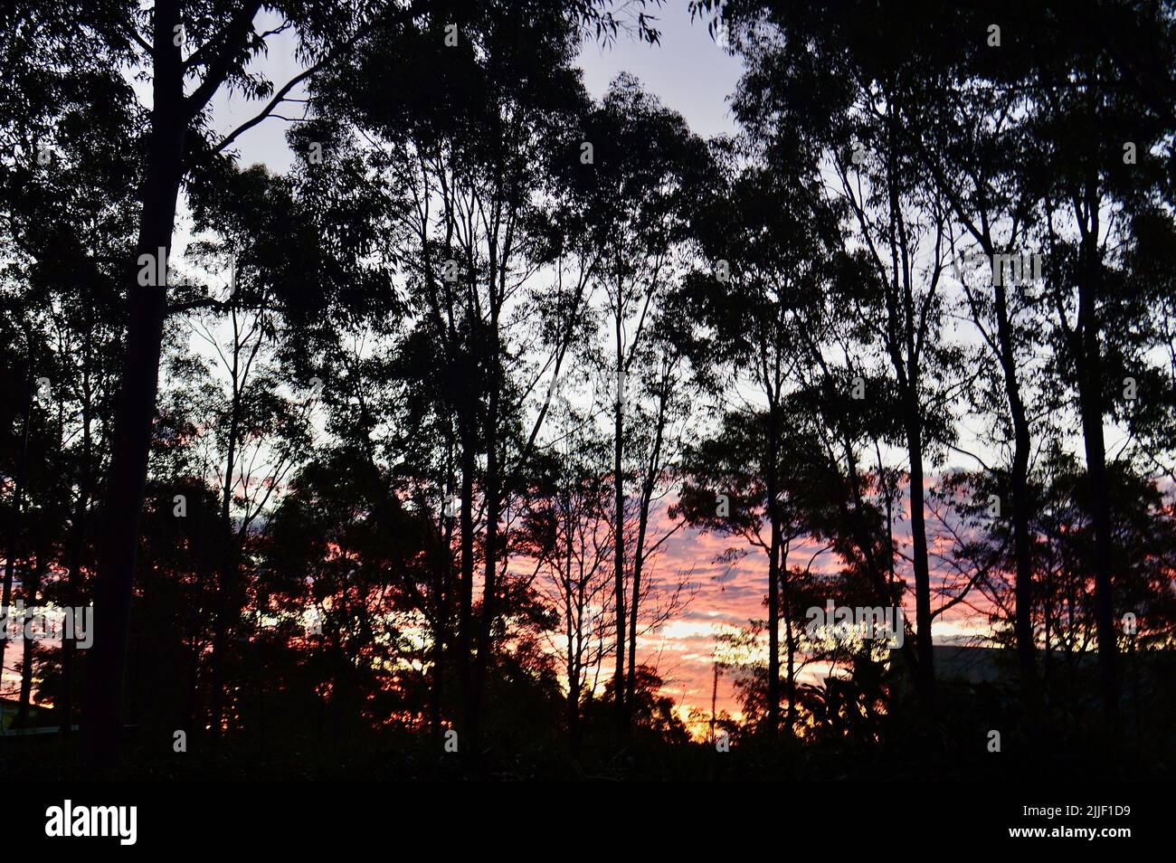 Sunset through the trees at Bella Vista in Sydney's western suburbs Stock Photo - Alamy