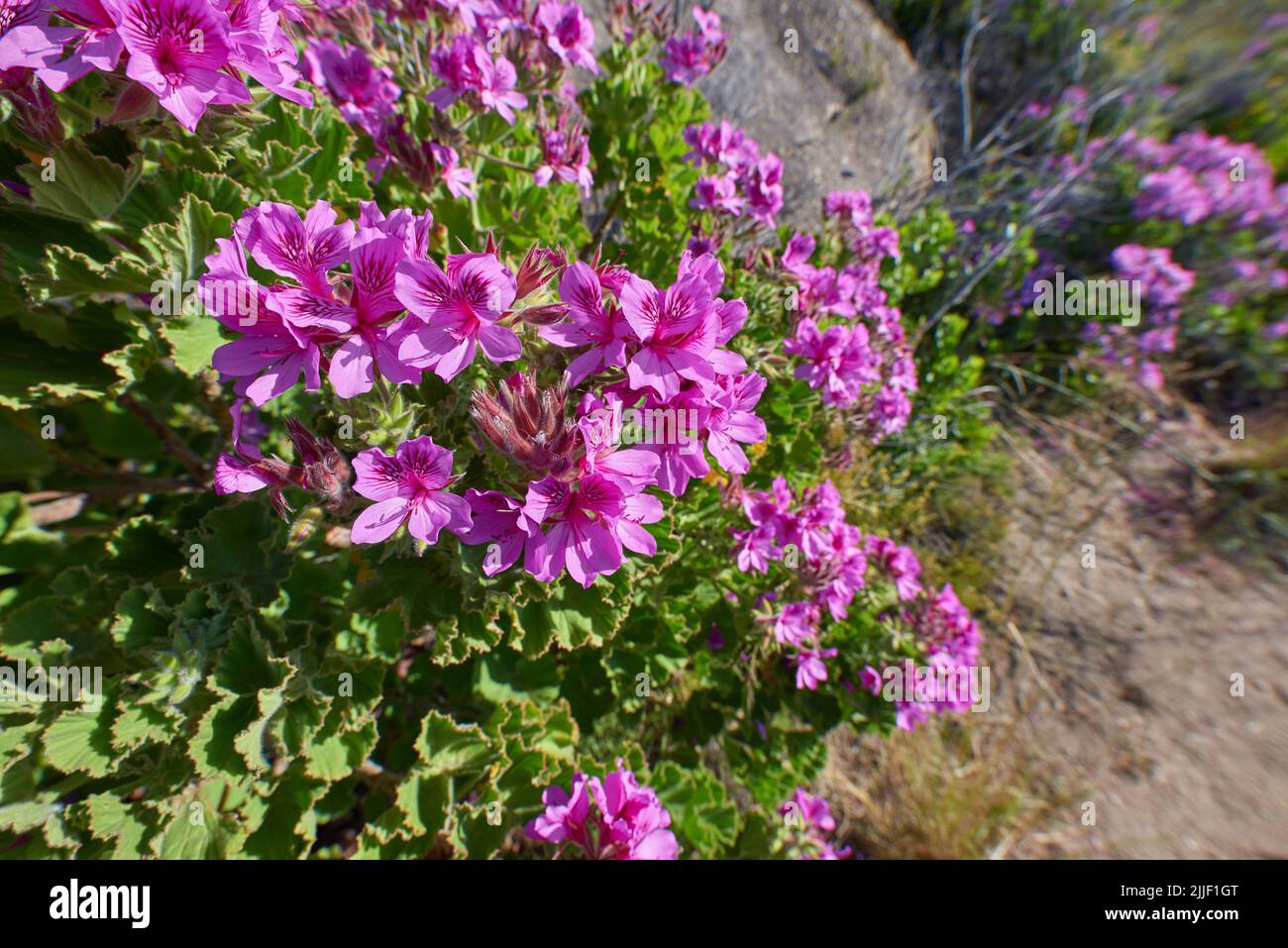 Closeup of purple rodondo creeper plants growing outside in their ...