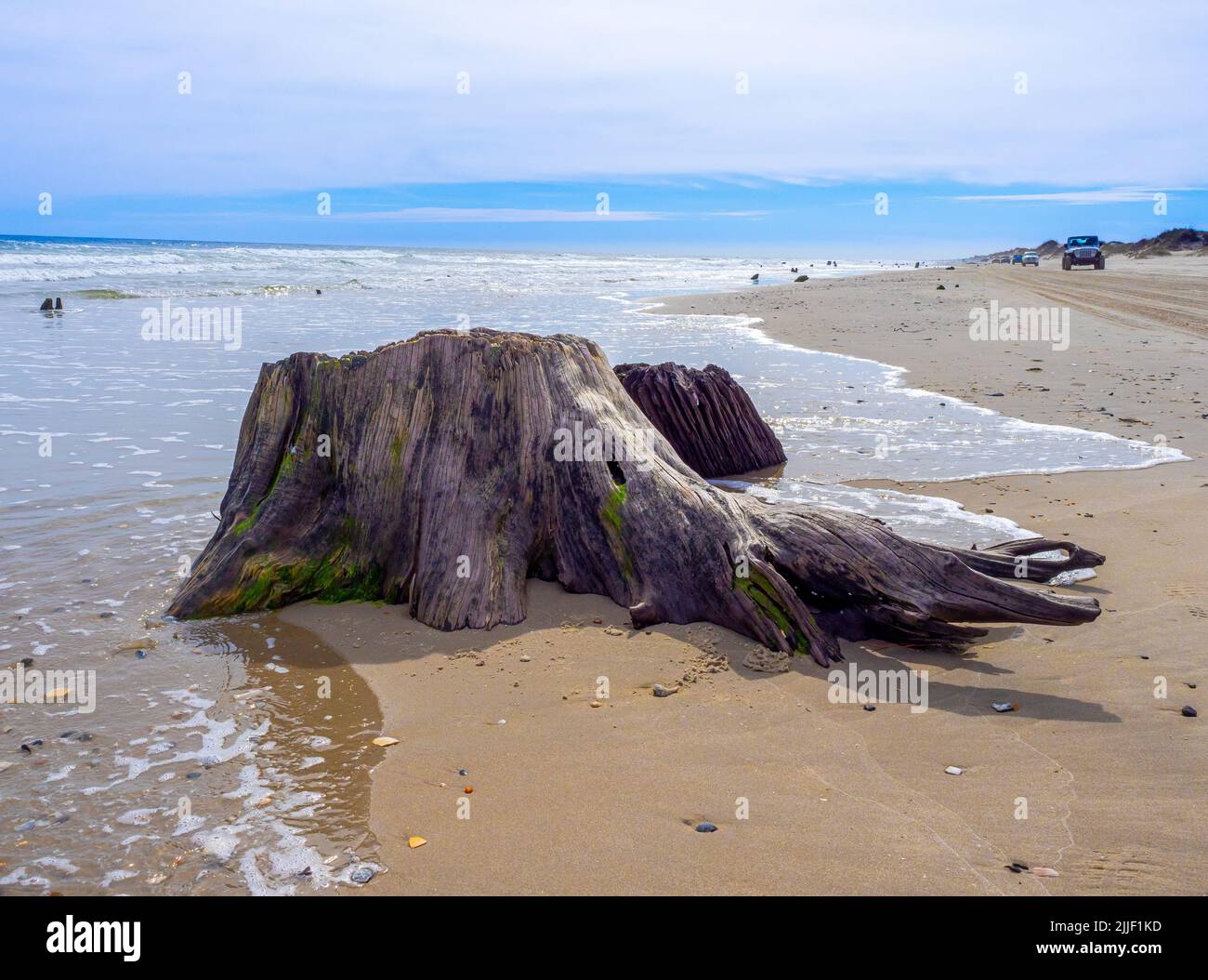 Stump of tree on the beach in Carova North Carolina Stock Photo - Alamy