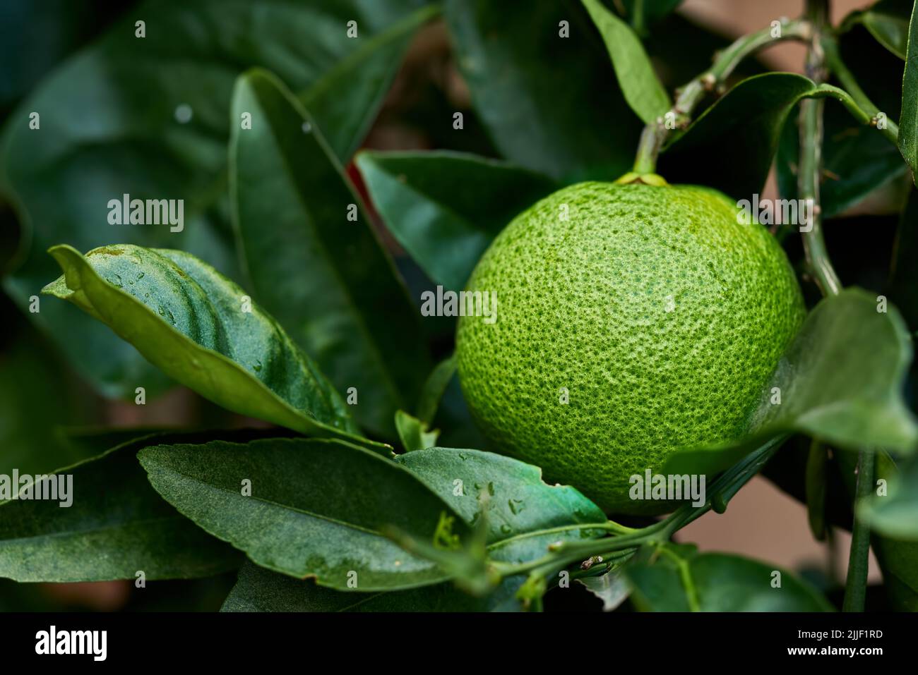 Closeup of green lime growing on a tree in a garden. Zoom in on a ...