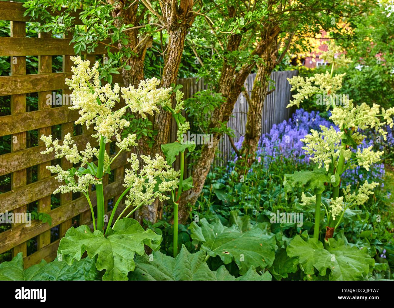 Bolted rhubarb plants flowering in a green and quiet backyard with ...