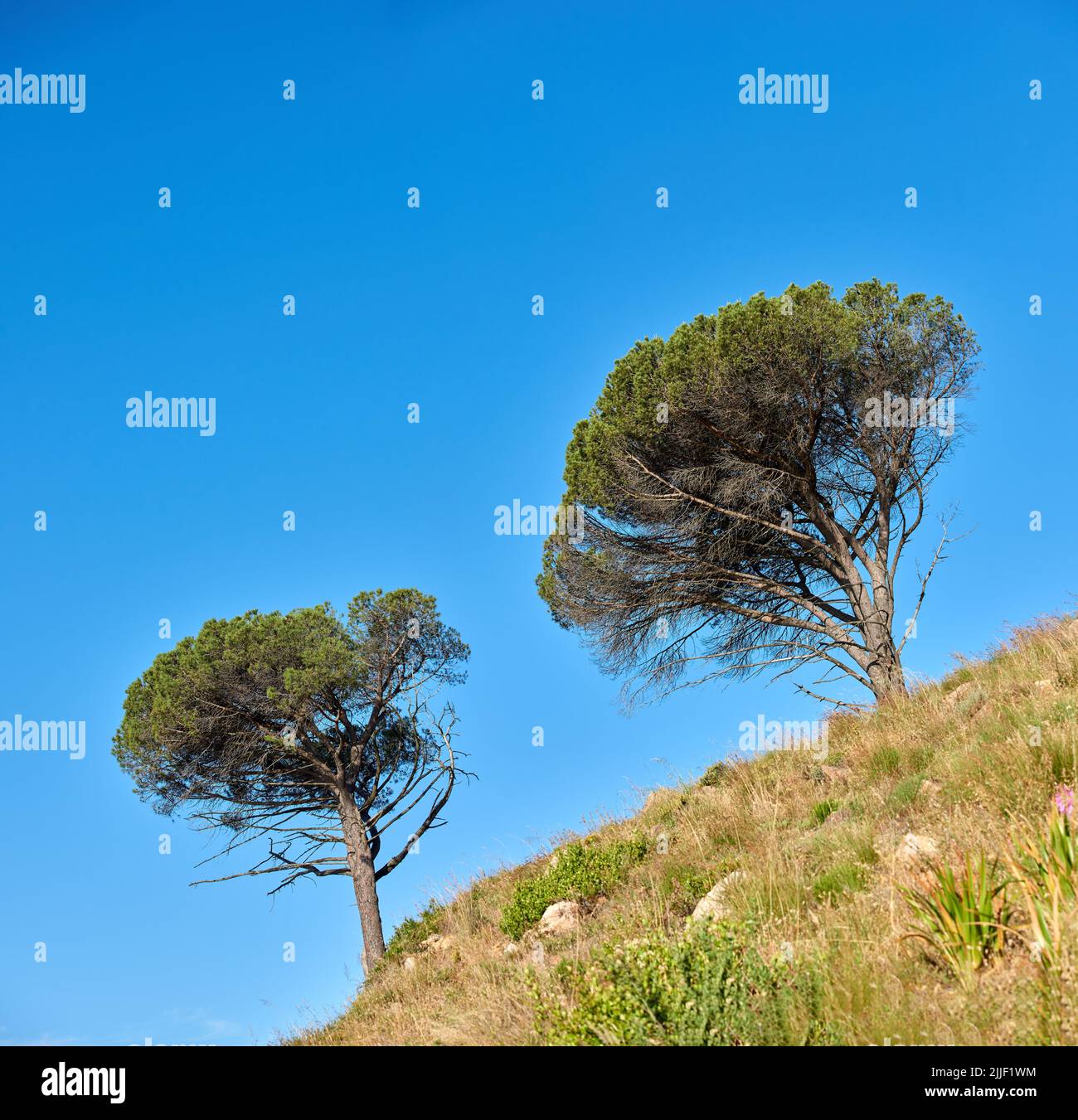 Wild trees growing on a mountain slope against a clear blue sky ...