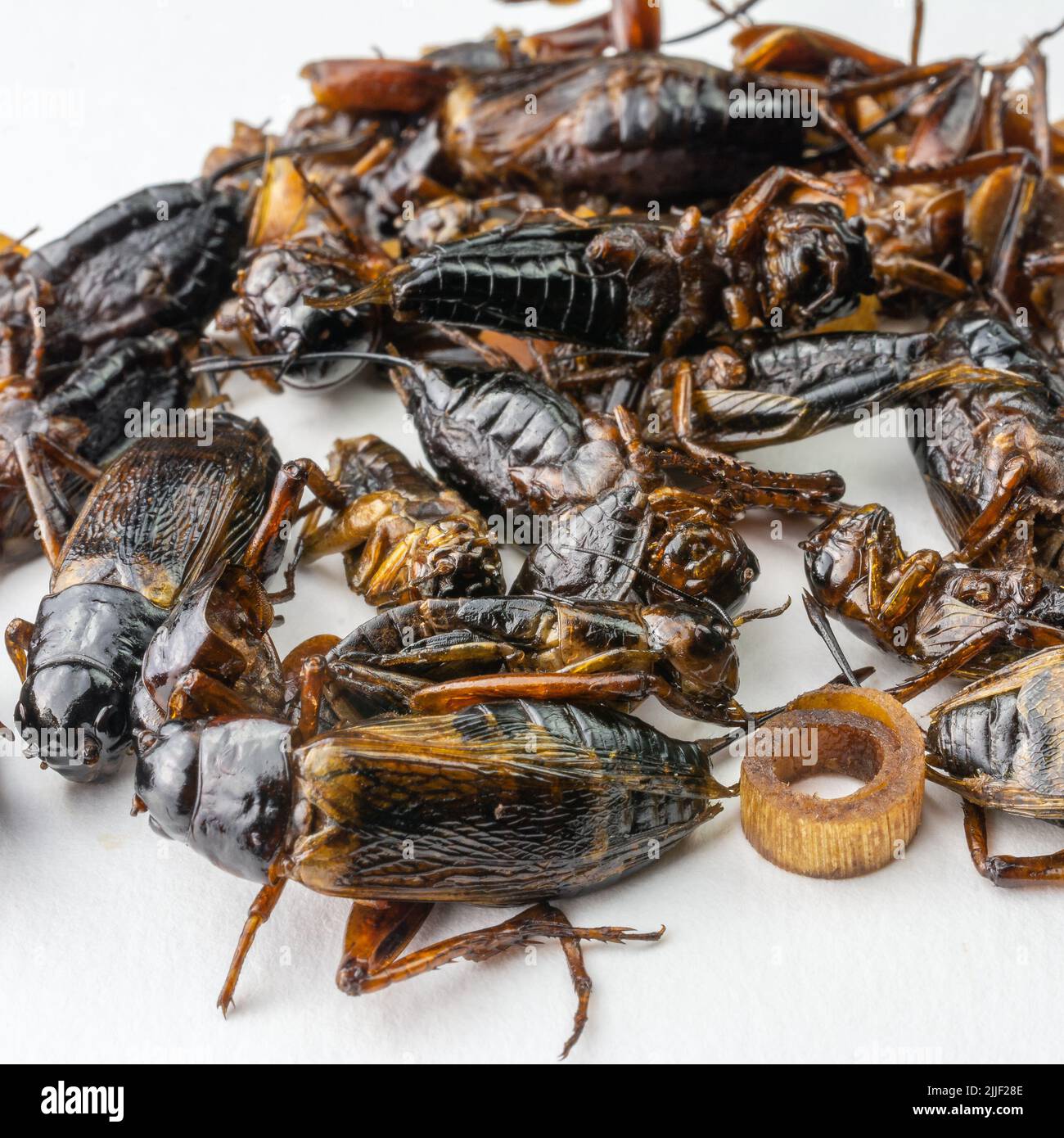 Thai delicacy snack, fied bugs in a pan with garlic, ginger and fish ...