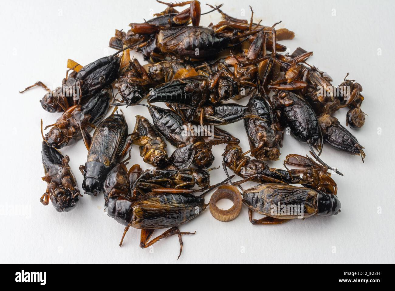 Thai delicacy snack, fried bugs in a pan with garlic, ginger and fish ...