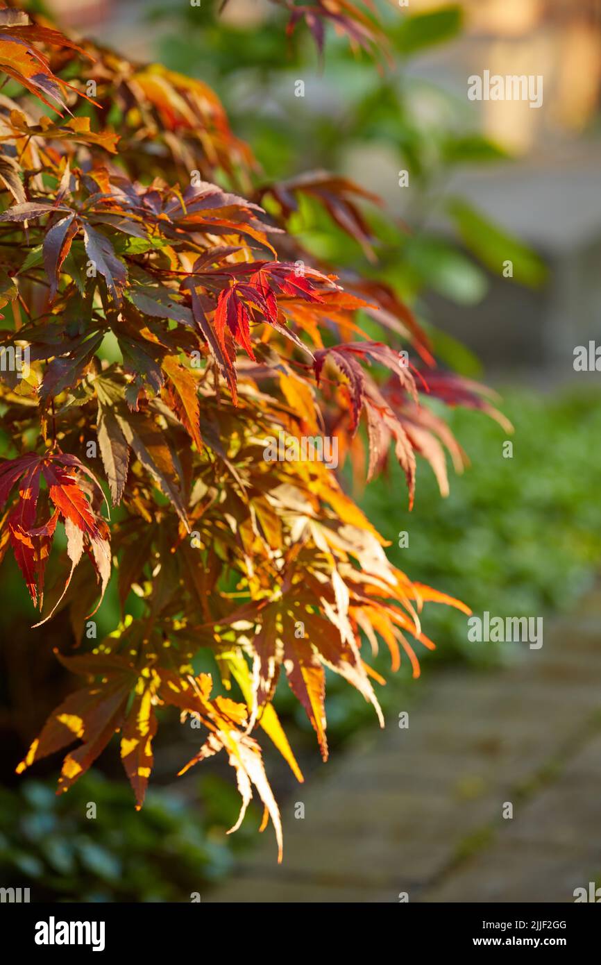Colorful red and brown leaves from a tree or bush growing in a garden ...