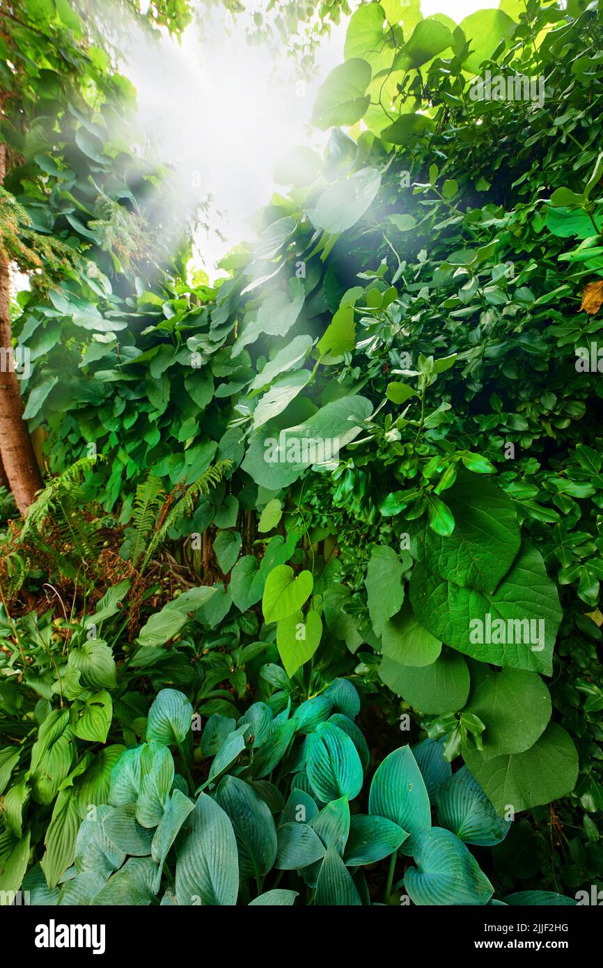Closeup of tropical plants and greenery growing outside in a rainforest. Lush green overgrown ...