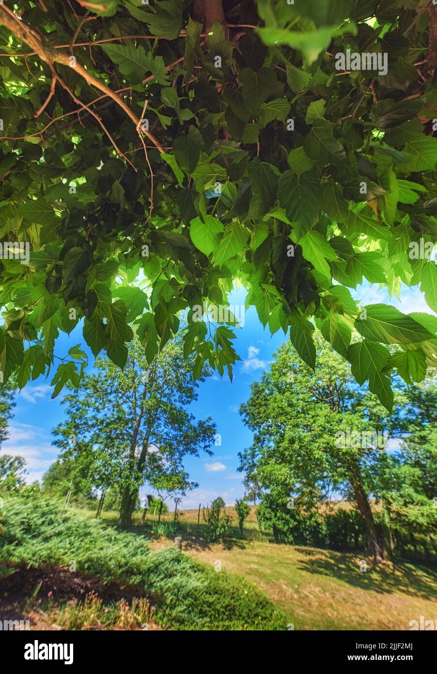 Blue sky through trees hi-res stock photography and images - Alamy