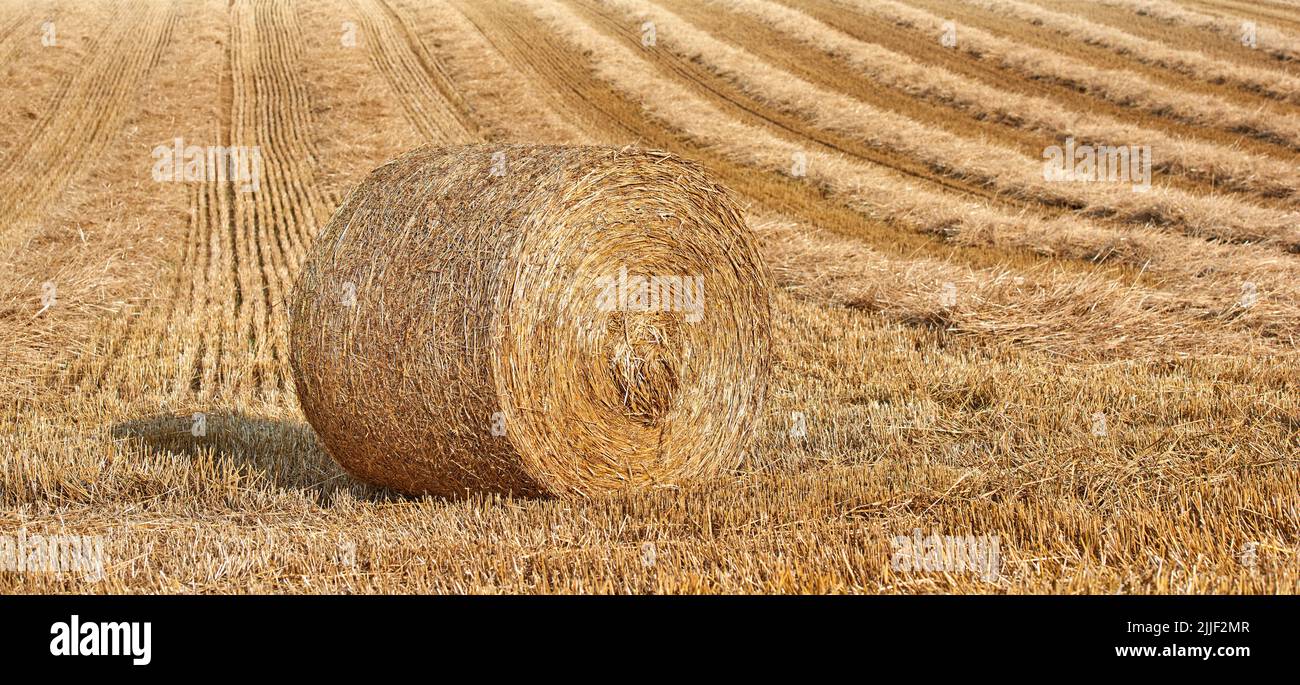 Round hay bale of rolled straw on agricultural farm pasture and grain ...