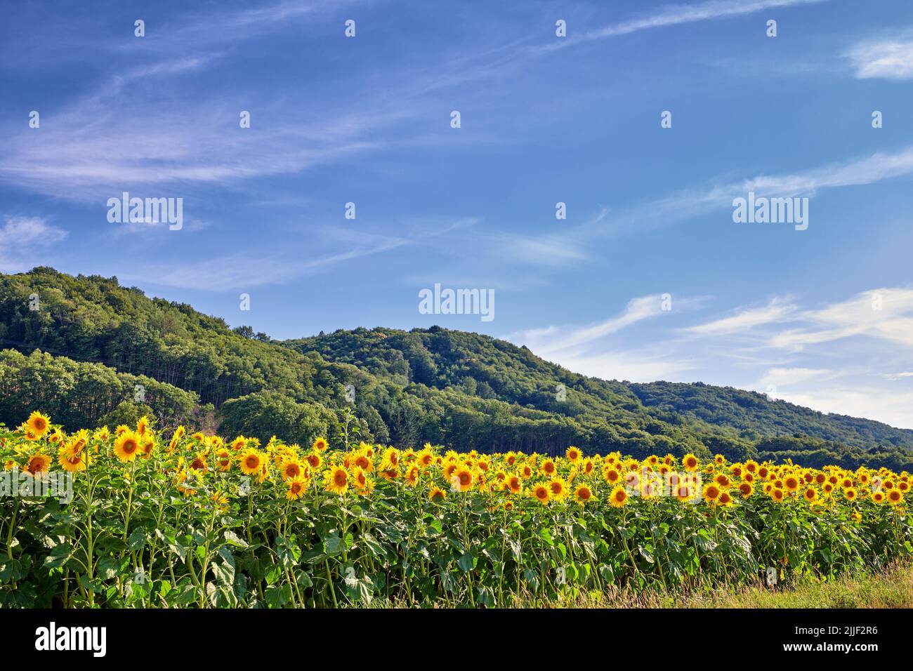 Common yellow sunflowers growing in a field with a blue sky copy space ...