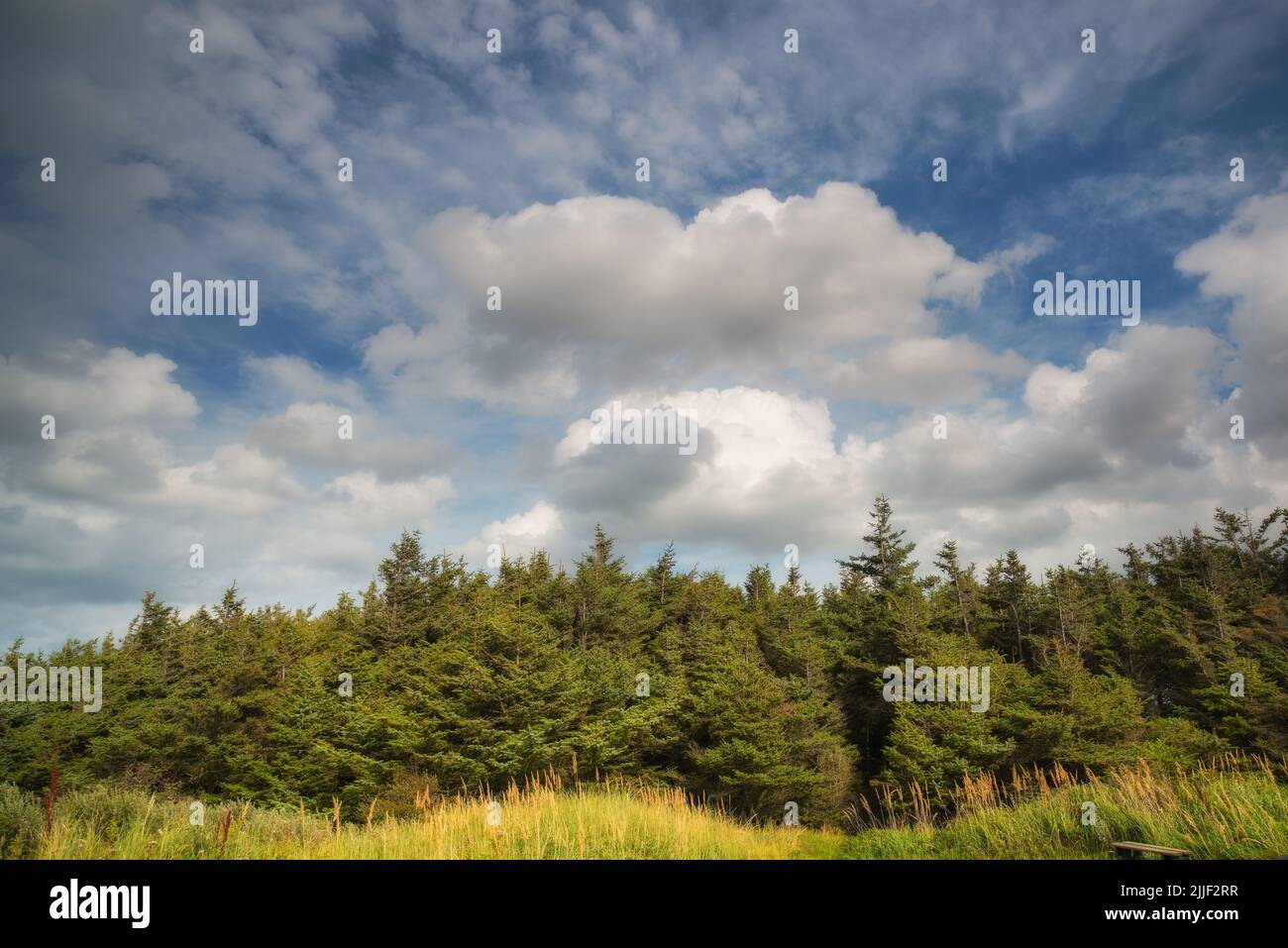Landscape a pine tree forest with cloudy blue sky background. Natural ...