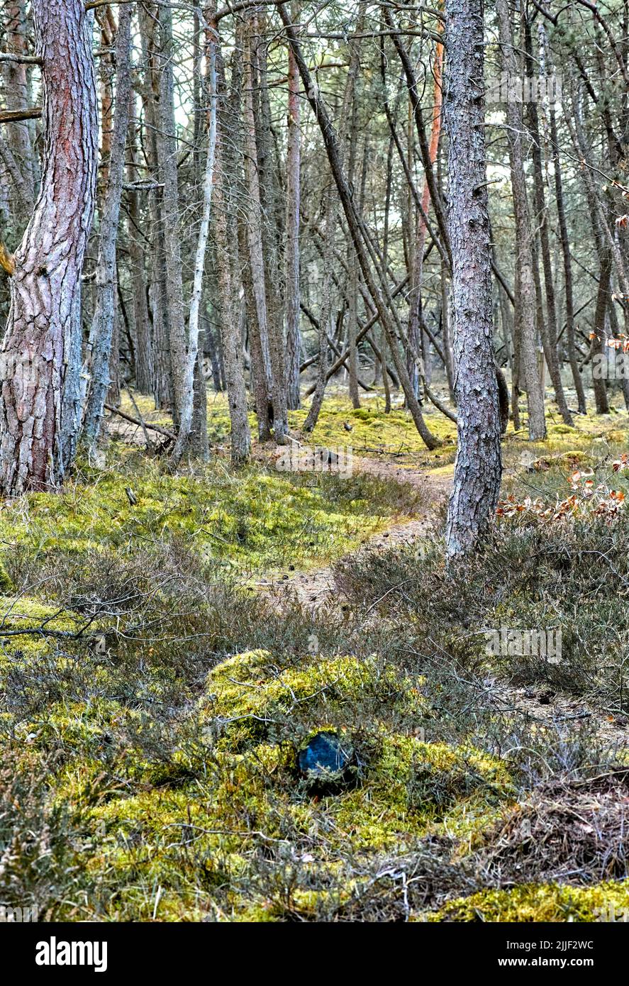 Overgrown mysterious woodland with lush greenery of wild grass field ...