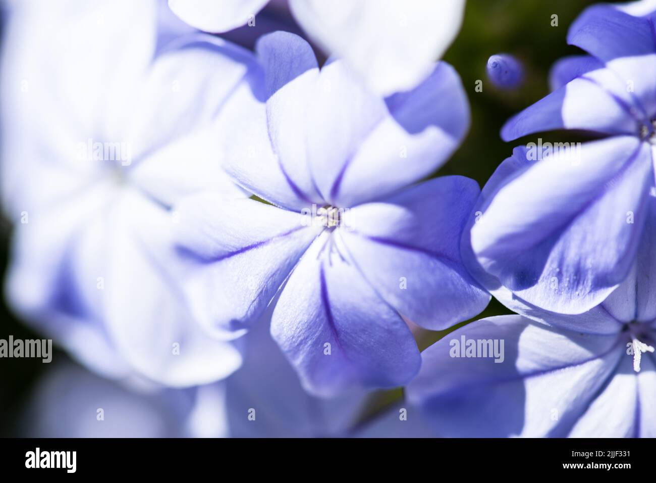 Quaker blossom hi-res stock photography and images - Alamy