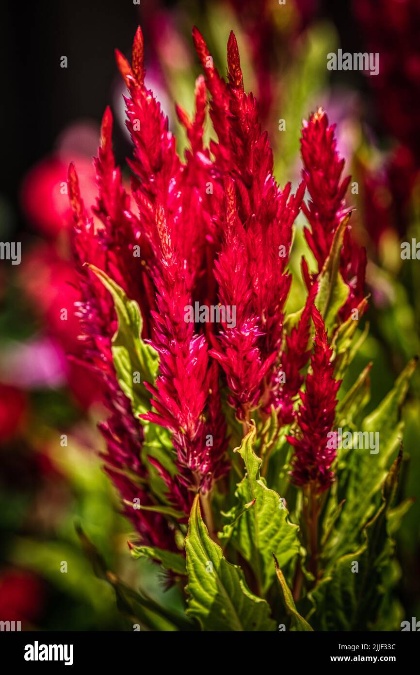 Red Bushy Shrub Stock Photo - Alamy