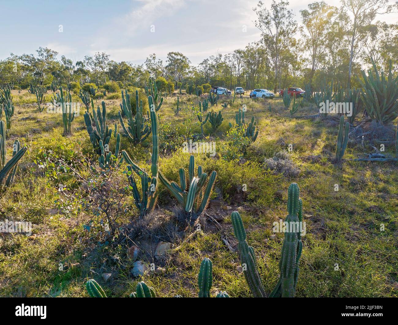 Queen Of The Night Cactus otherwise known as The Willows cactus ...