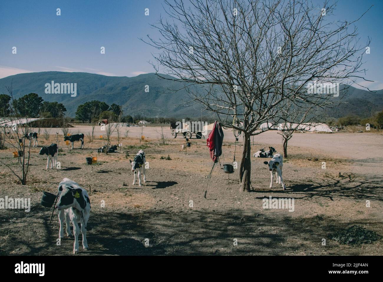 Salta, Argentina. 13th July, 2022. Young calves are tied up at the ...