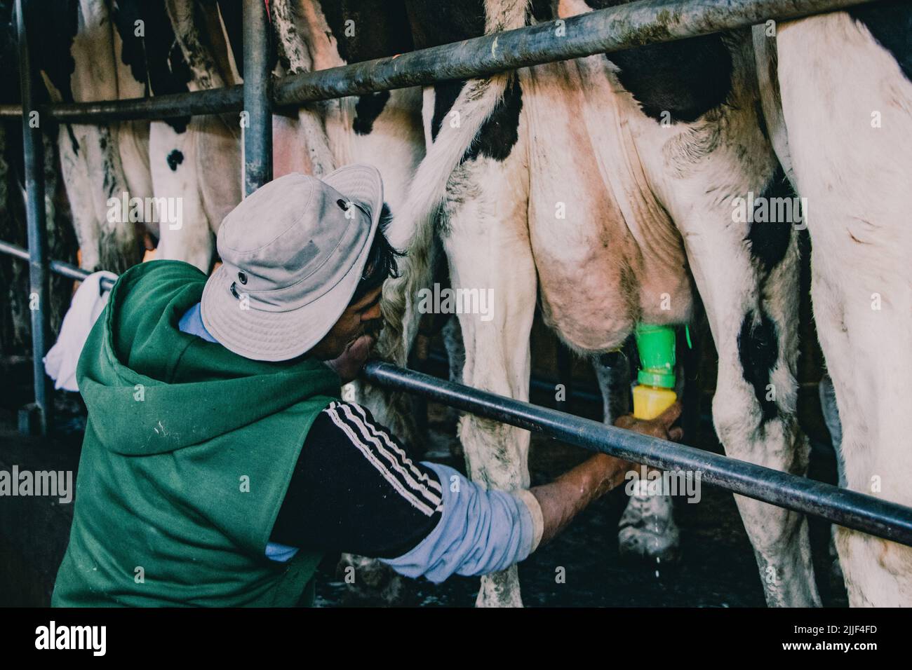 Farmworker cleans the teats of the cow before milking. This dairy is ...