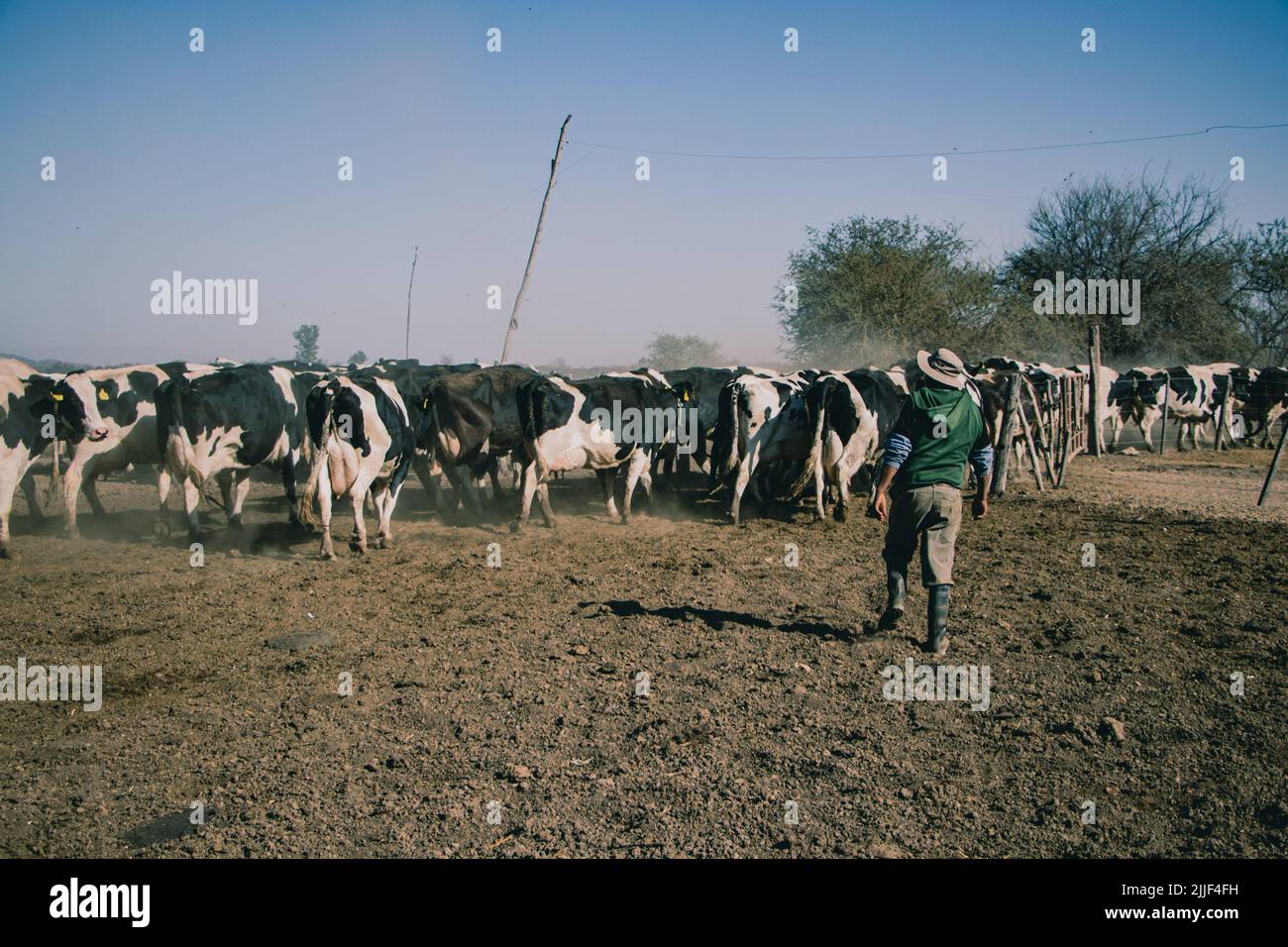 Farmworker leads cows to the barn to be milked. This dairy is located ...