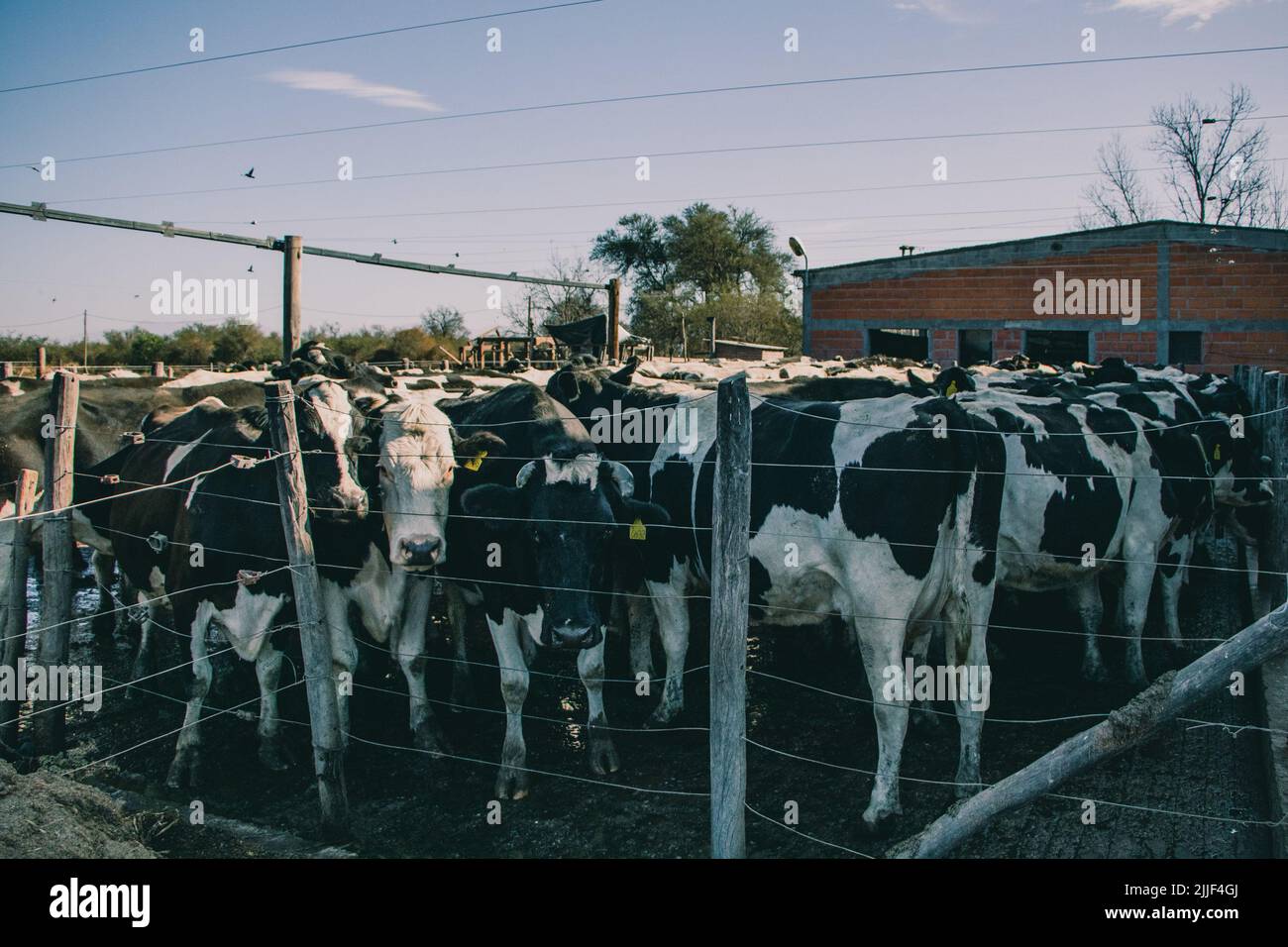 Cows are seen waiting to be milked. This dairy is located in the ...